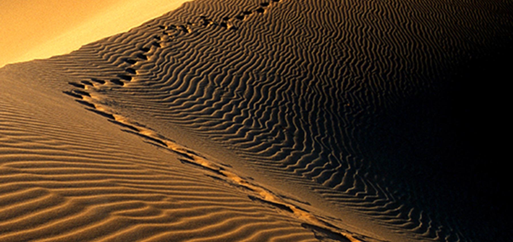 The Power of Plodding - Amazing Facts